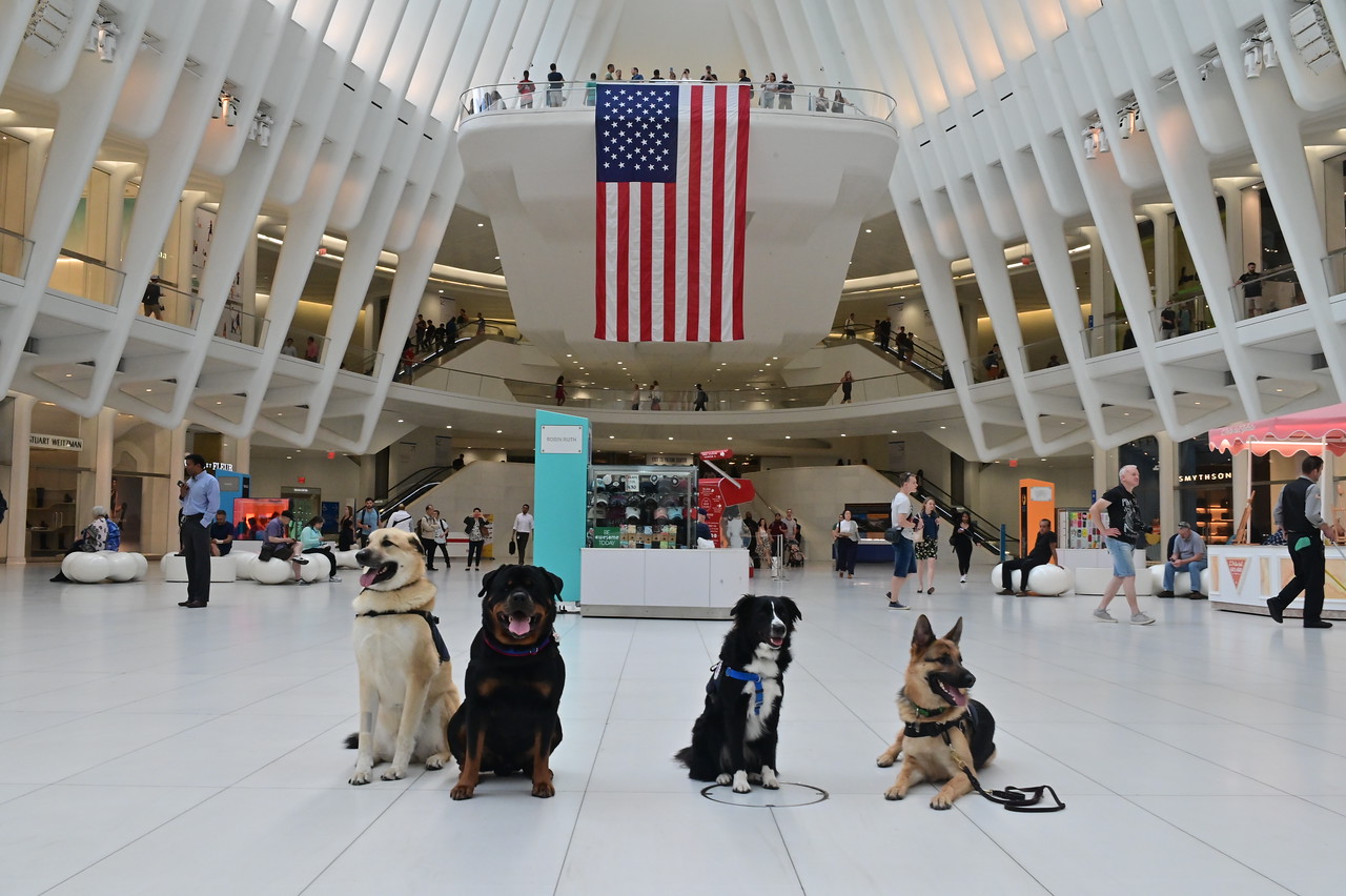 Crisis Response Canines Visit | National September 11 Memorial & Museum