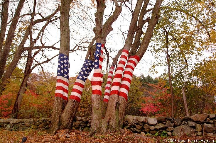 Jonathan Hyman Tells Story Behind Flag Trees Photograph | National ...